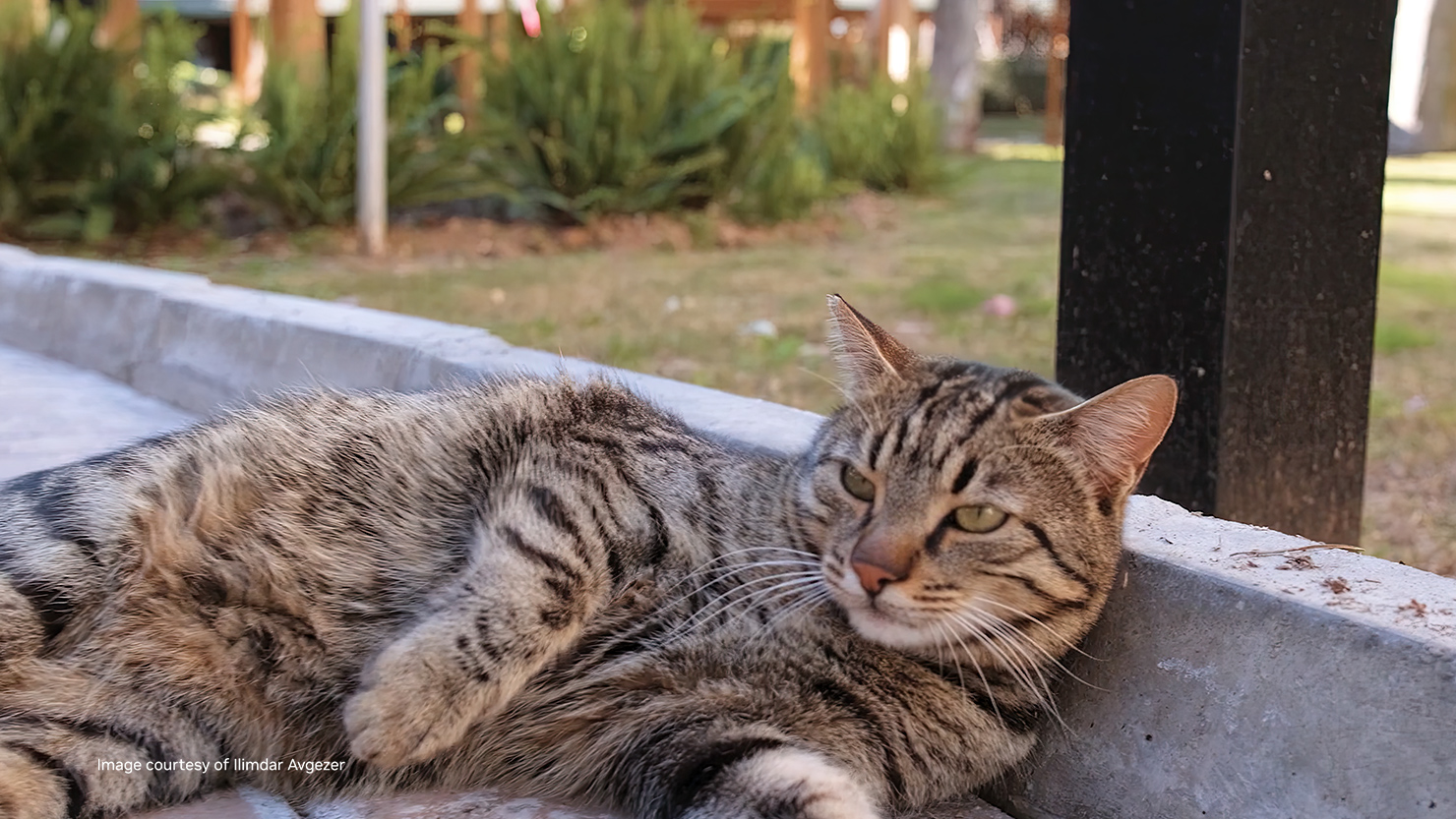 MIT Researchers Created Eye-Tracking Solution For Your Smartphone ...