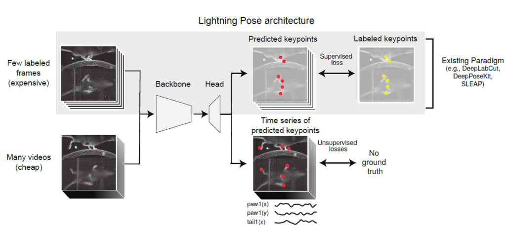 Research Unveils Breakthrough Deep Learning Tool for Understanding Neural Activity and Movement ...
